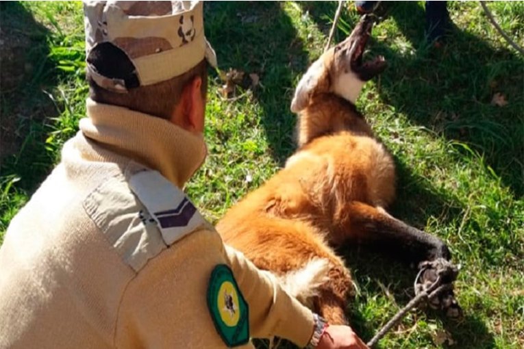 Una especie en peligro de extinción fue capturada en plena avenida de una ciudad entrerriana ...