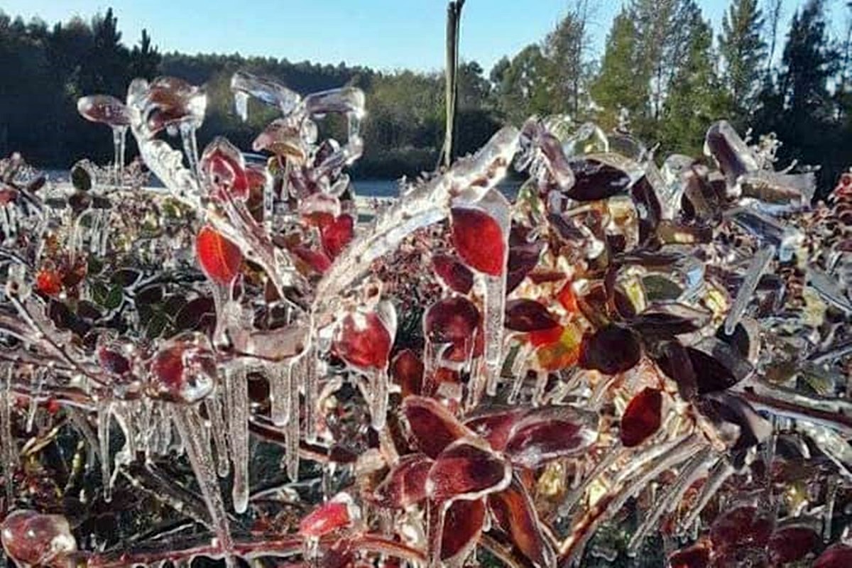 La cosecha de arándanos “empezó levemente, pero el frío nos tiene ...