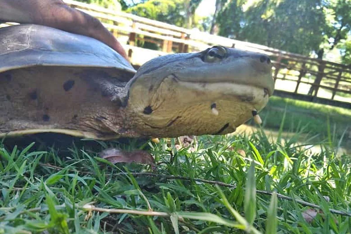 Rescataron una tortuga y la liberaron en un tradicional paseo ...
