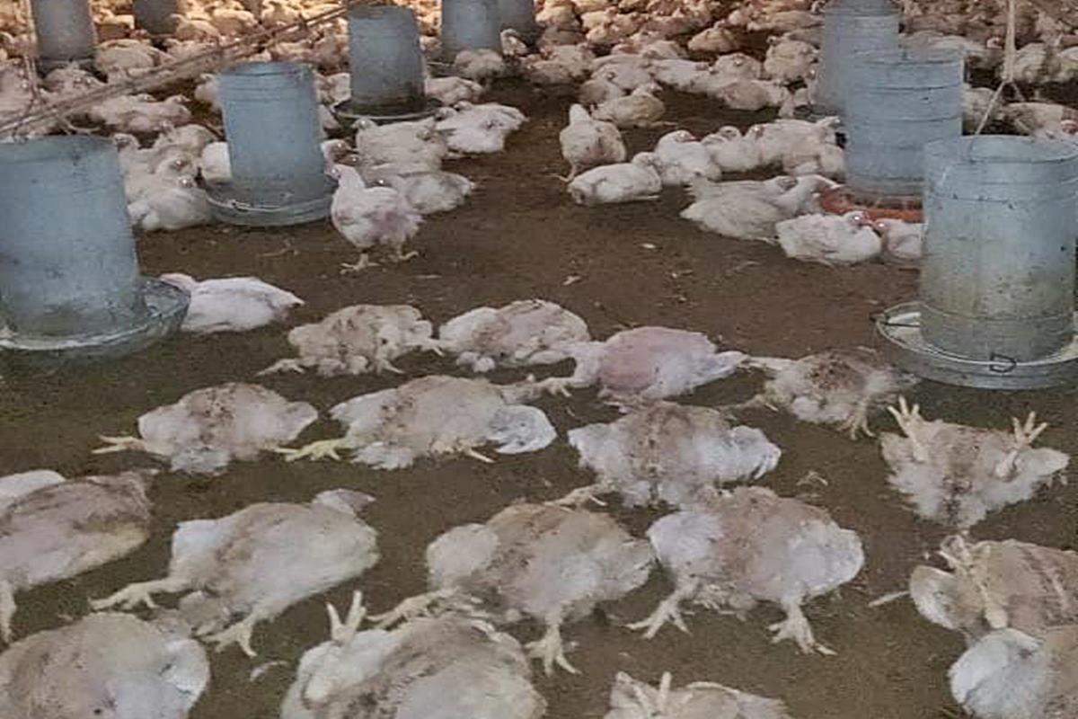 Malvivientes de una localidad del Departamento Concordia fueron ...